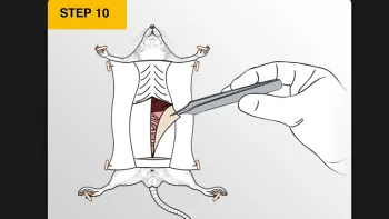 Rat Dissection Review for Teachers | Common Sense Education